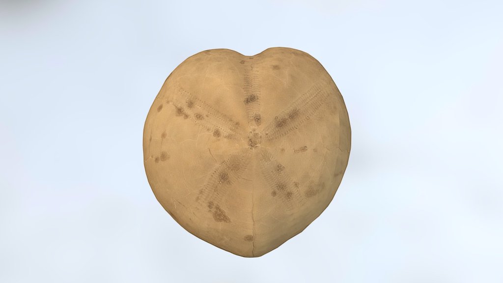 Micraster sp. -- Echinoid fossil - 3D model by García Ávila, M ...