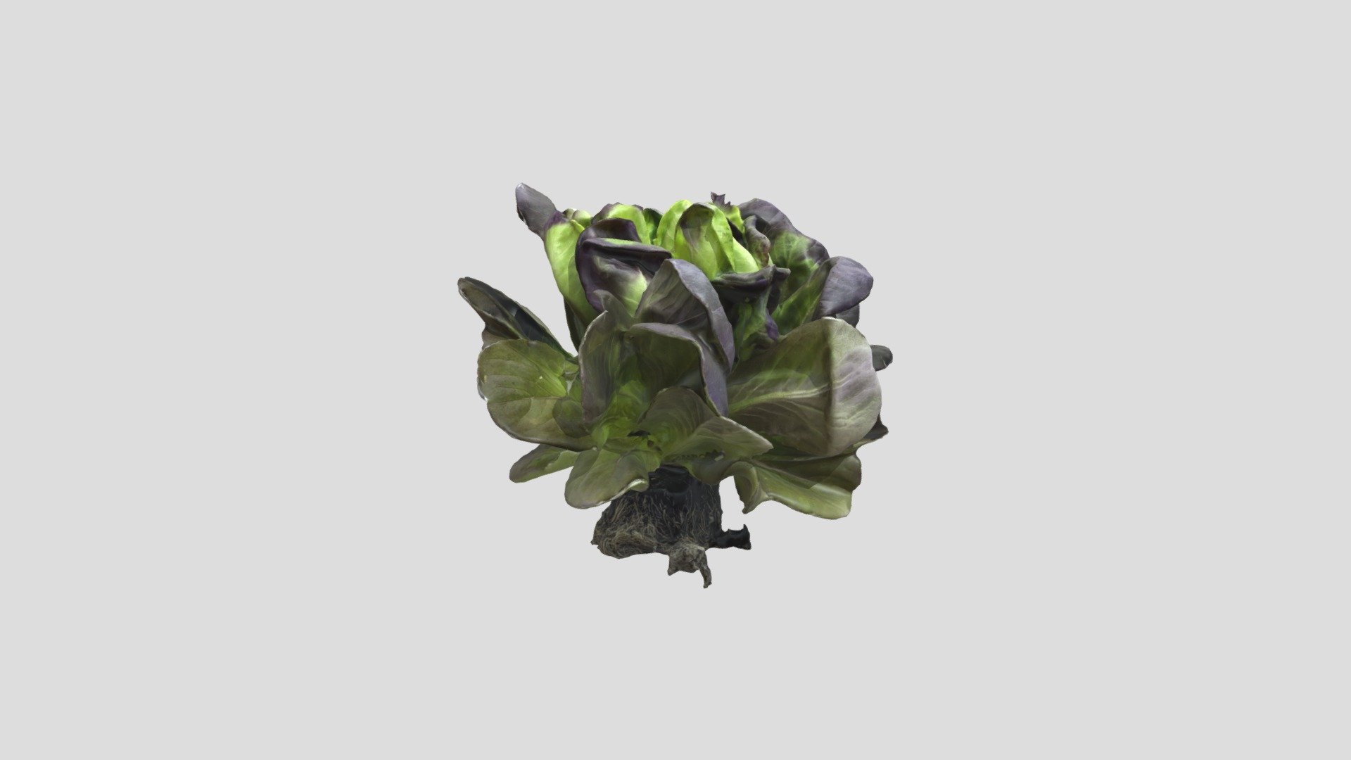Vegetable - Download Free 3D model by Reconlabs [8f90f3b] - Sketchfab