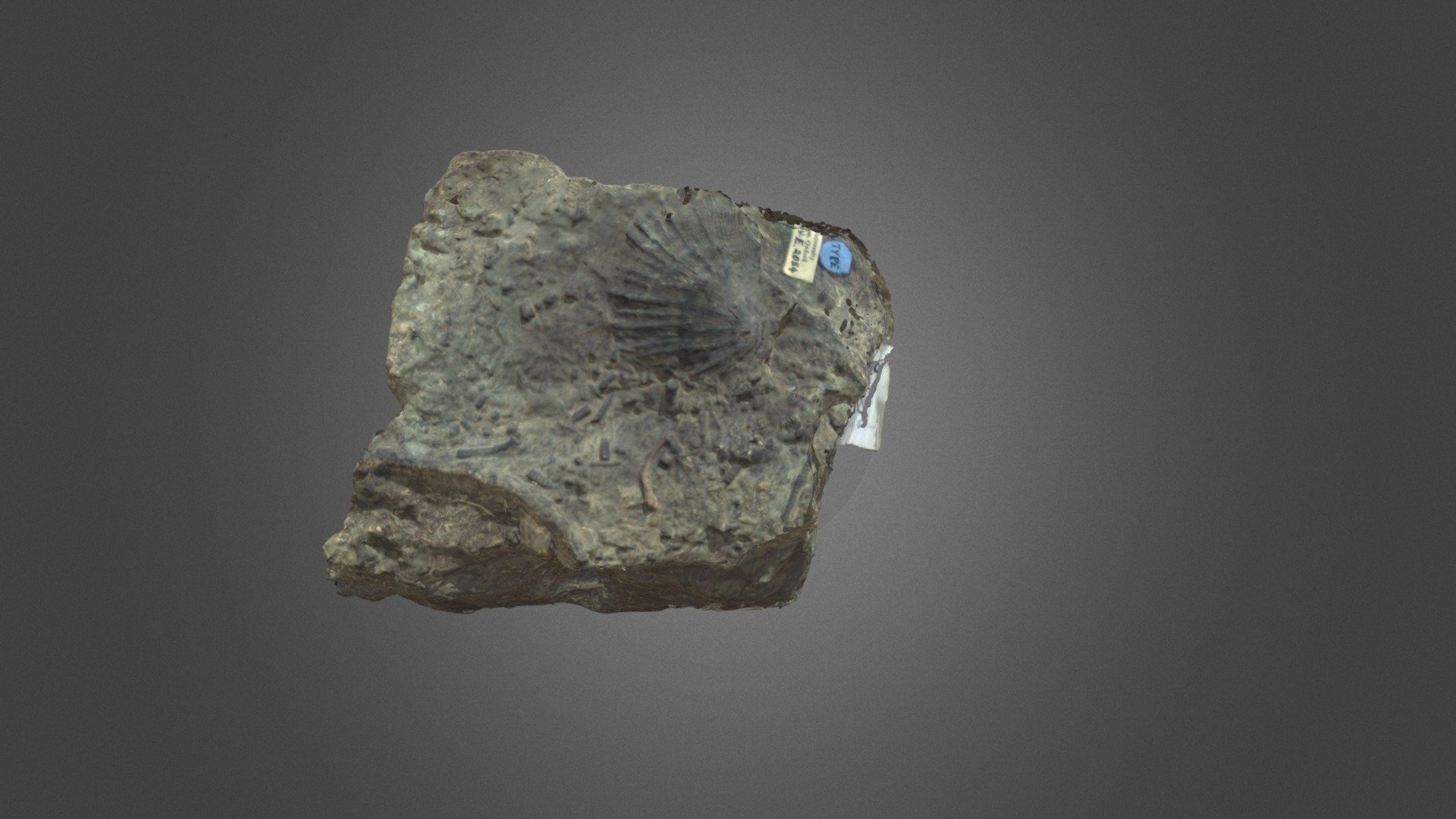 Schuchertella radialis (E.02054) - 3D model by Charlie.Lamb [8f91464 ...
