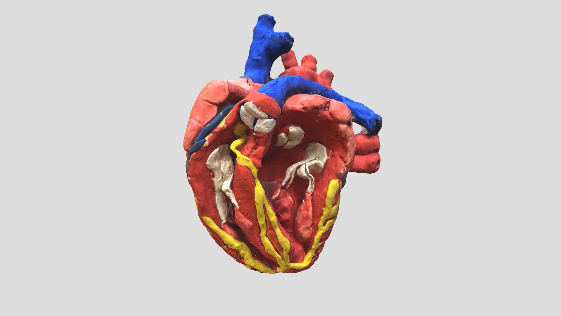 Anatomy of the heart (2) - 3D model by zh340 [8f9461b] - Sketchfab