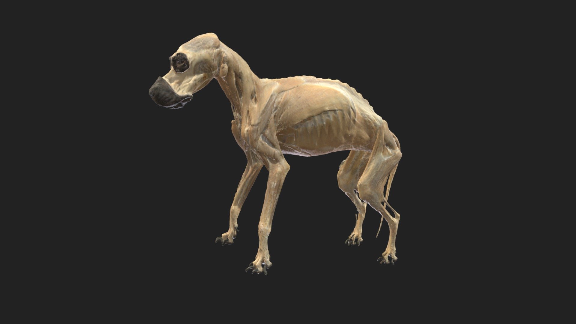 standing dog - annotated limb muscles - 3D model by vetanatMunich ...