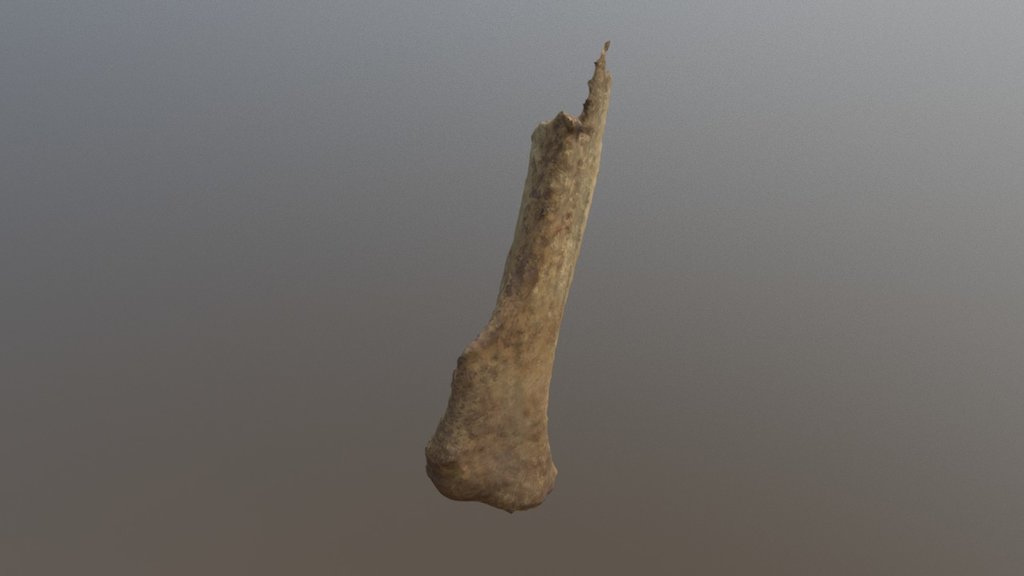 Eastern Cottontail Rabbit Tibia (VCU_3D_2786) - Download Free 3D model ...