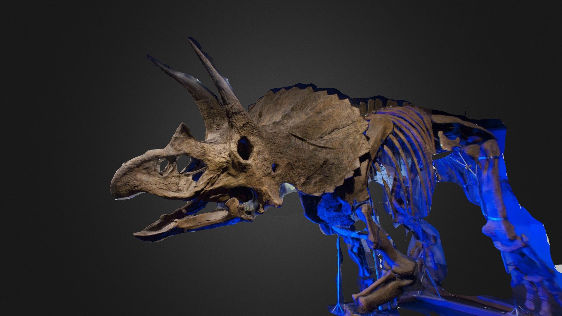 Boston Museum of Science - Triceratops - 3D model by Tonskiy [8f9af61 ...