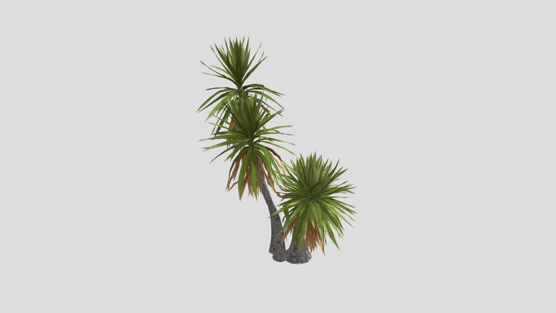 Yucca Aloifolia Plant - Download Free 3D model by Md Mahmudur Rahman ...