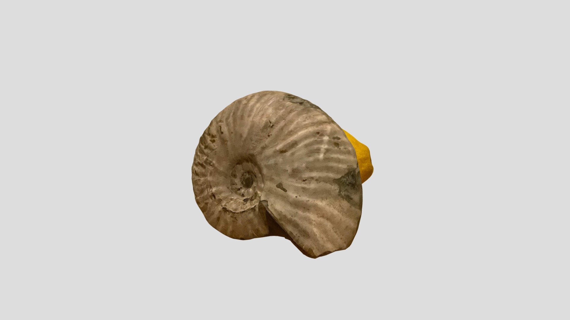 Nautilus - Download Free 3D model by rayv88 [8f9f940] - Sketchfab