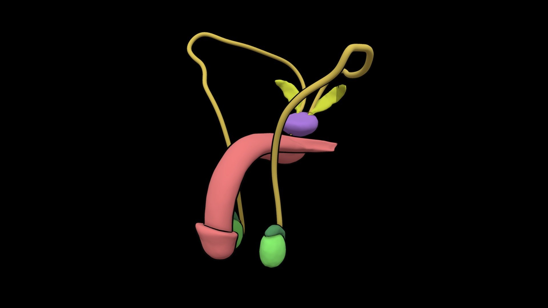 Anatomy Of Male Reproductive Organs Labels 3d Model By Friso Jansen Frisojansen 8fa06a7