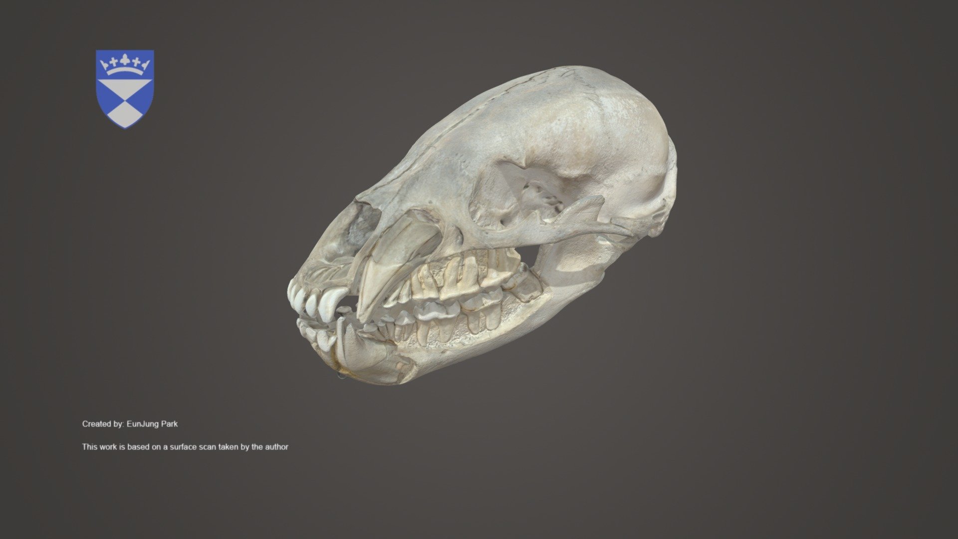 Black Bear Skull - Download Free 3D model by University of Dundee ...
