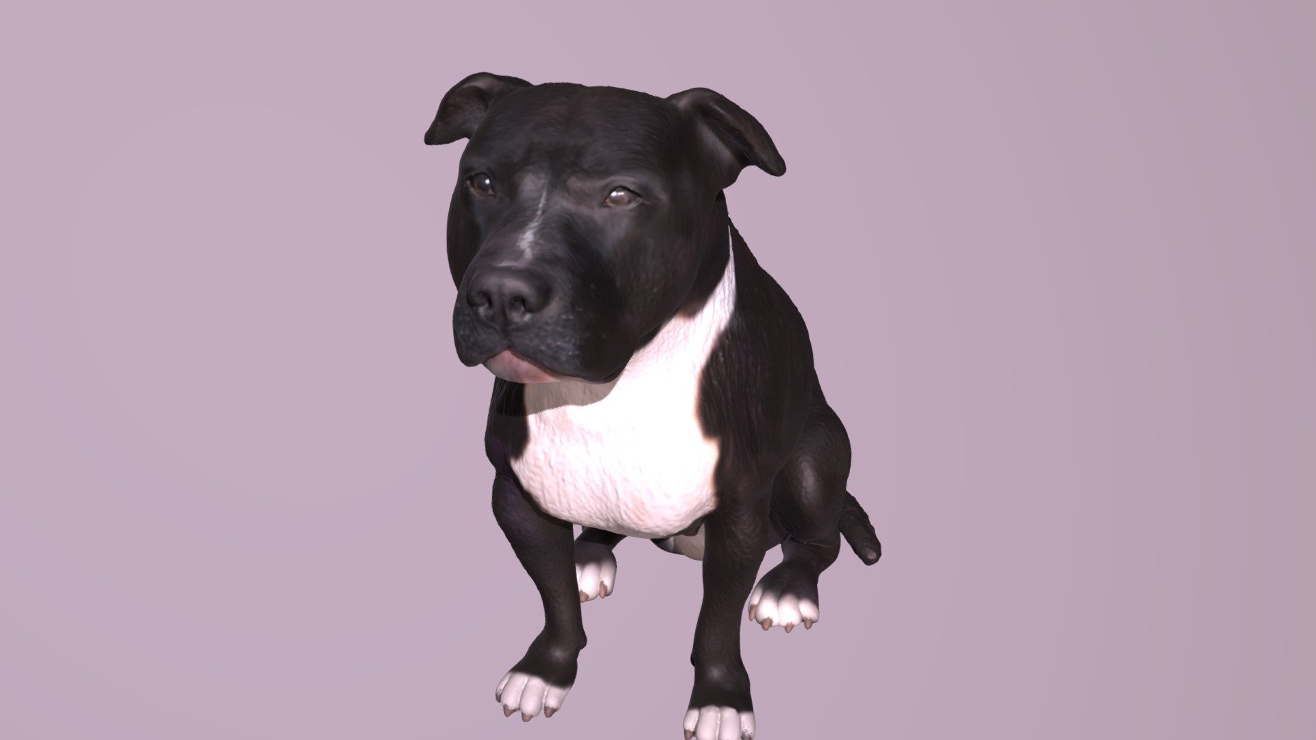 1812002- Maverick- Staffie - 3D model by Arty Lobster - Pet Sculptures ...