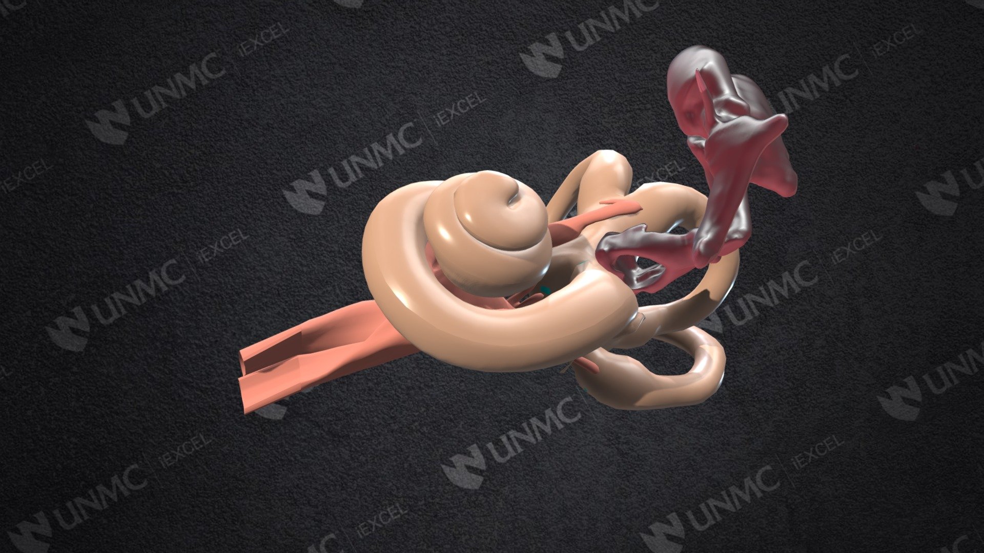Inner Ear Model - 3D model by Visualization, iEXCEL (@bill.glass ...