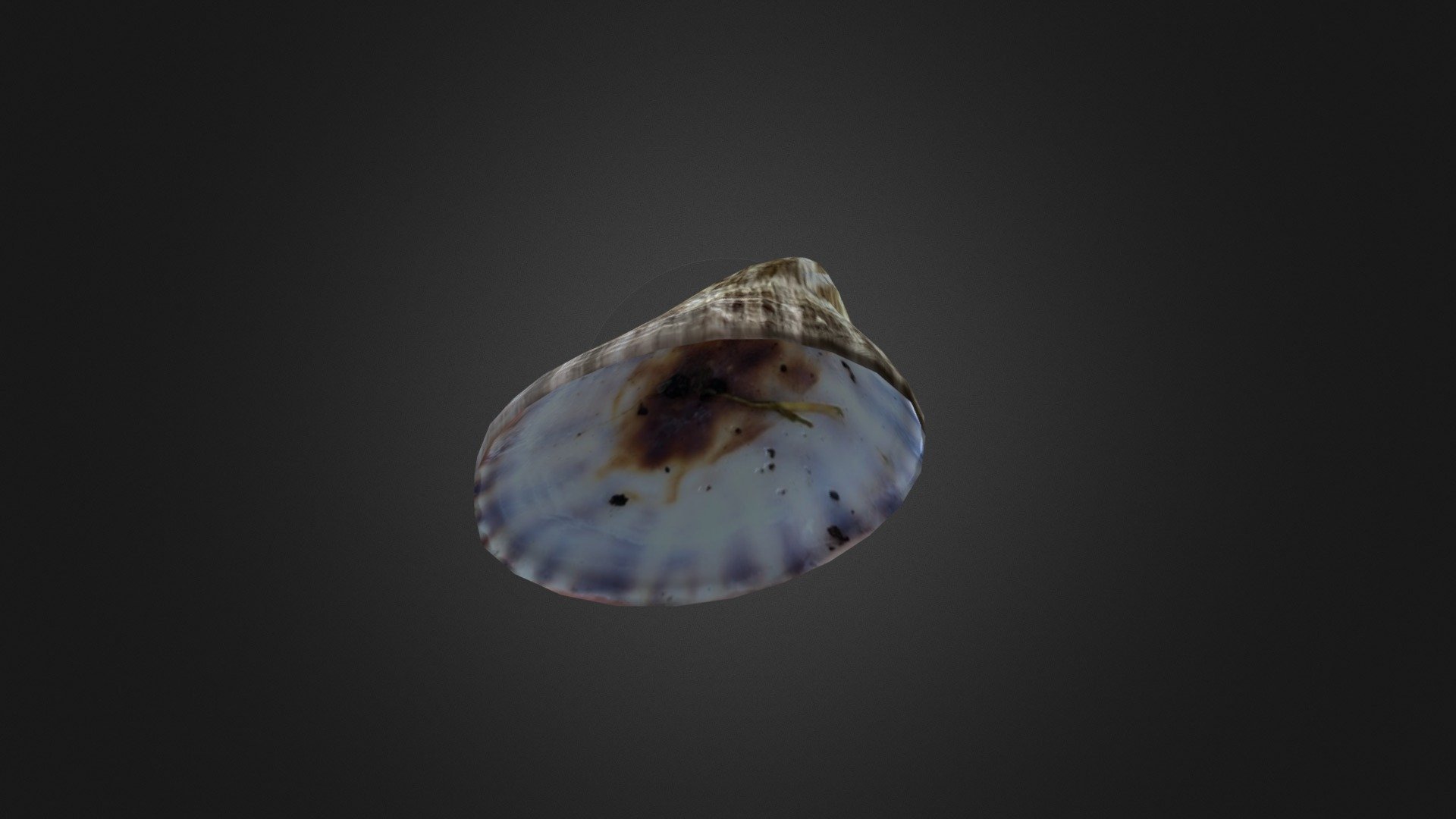 Limpet (Lottia pelta) - Download Free 3D model by Urielgc [8fb1b35 ...