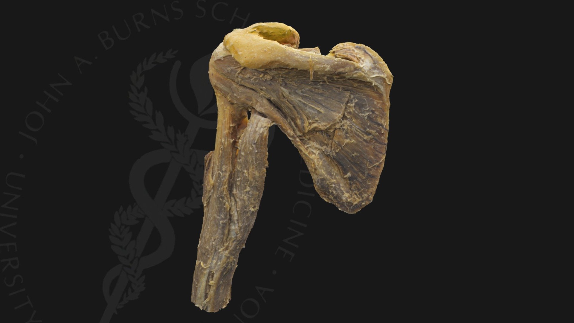 2540_L_Shoulder_Girdle_Muscles - 3D model by John A Burns School of ...
