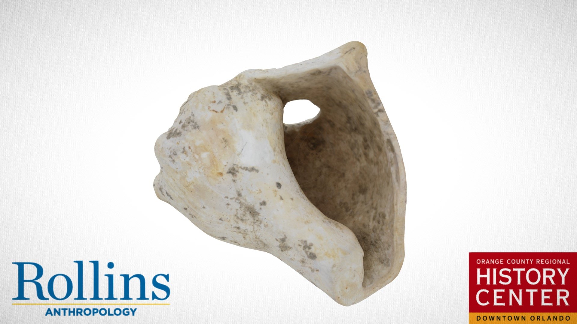 Shell Tool - Download Free 3D model by Rollins College Archaeology ...