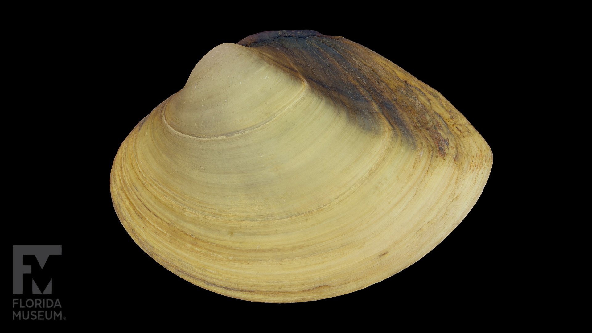 Pocketbook - Freshwater Mussel - 3D model by FloridaMuseum [8fbe16c ...