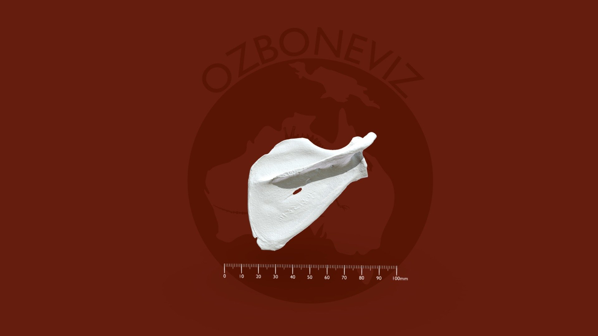 Doria's tree-kangaroo scapula - 3D model by Ozboneviz [8fc2f6c] - Sketchfab