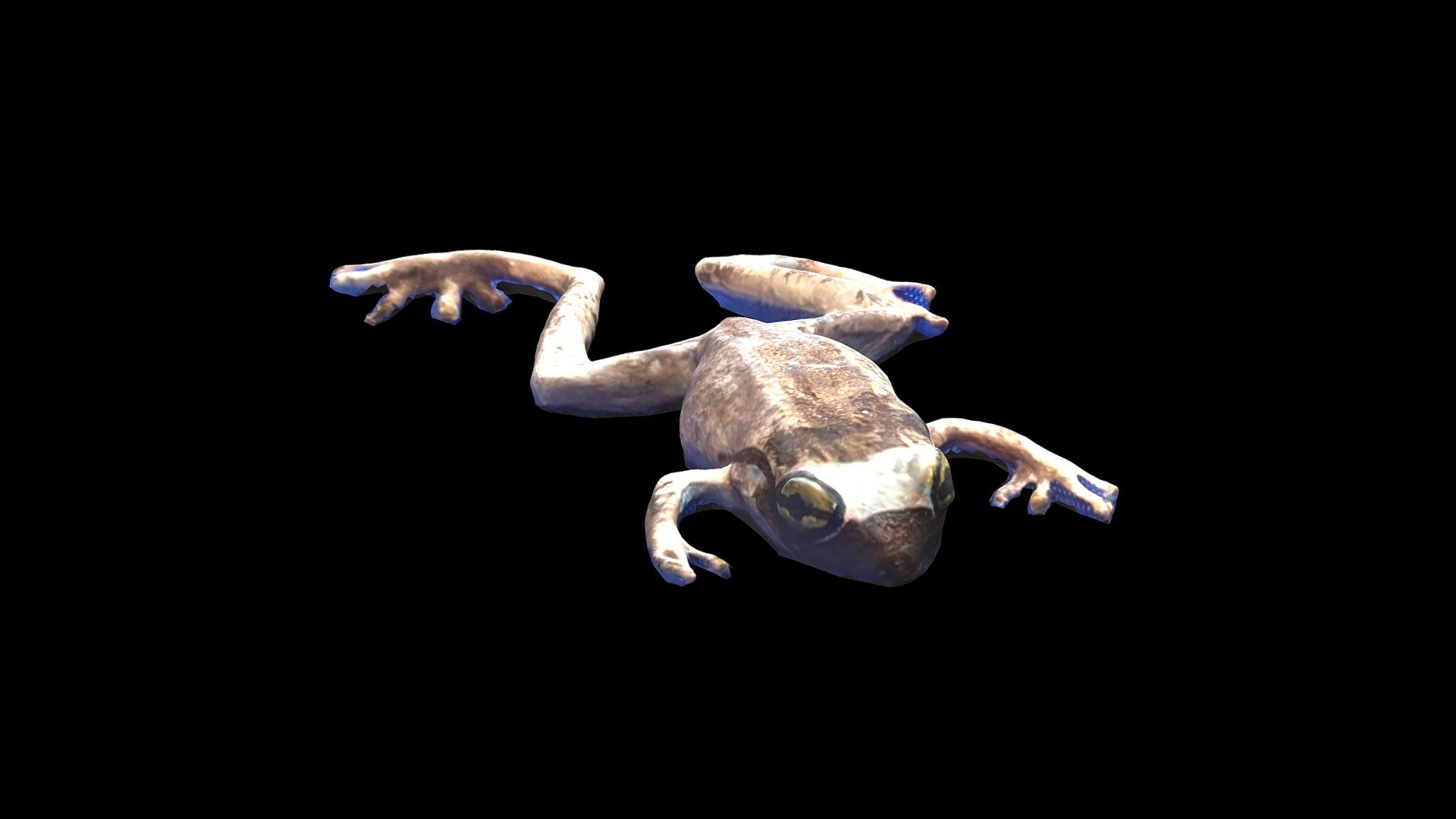 *Eleutherodactylus coqui* (common coquí) - 3D model by Blackburn Lab ...