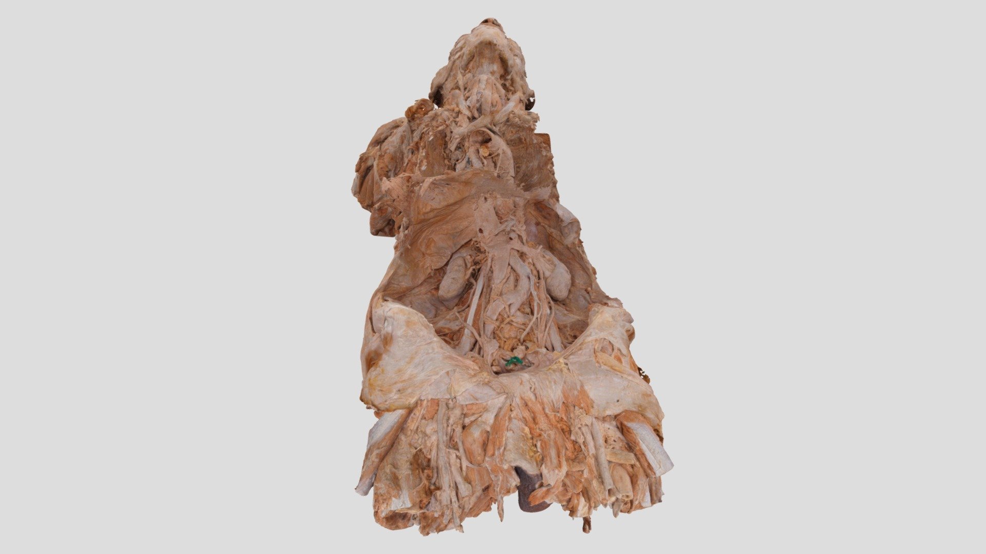 torso cadaver - 3D model by tomjan [8fd0c67] - Sketchfab