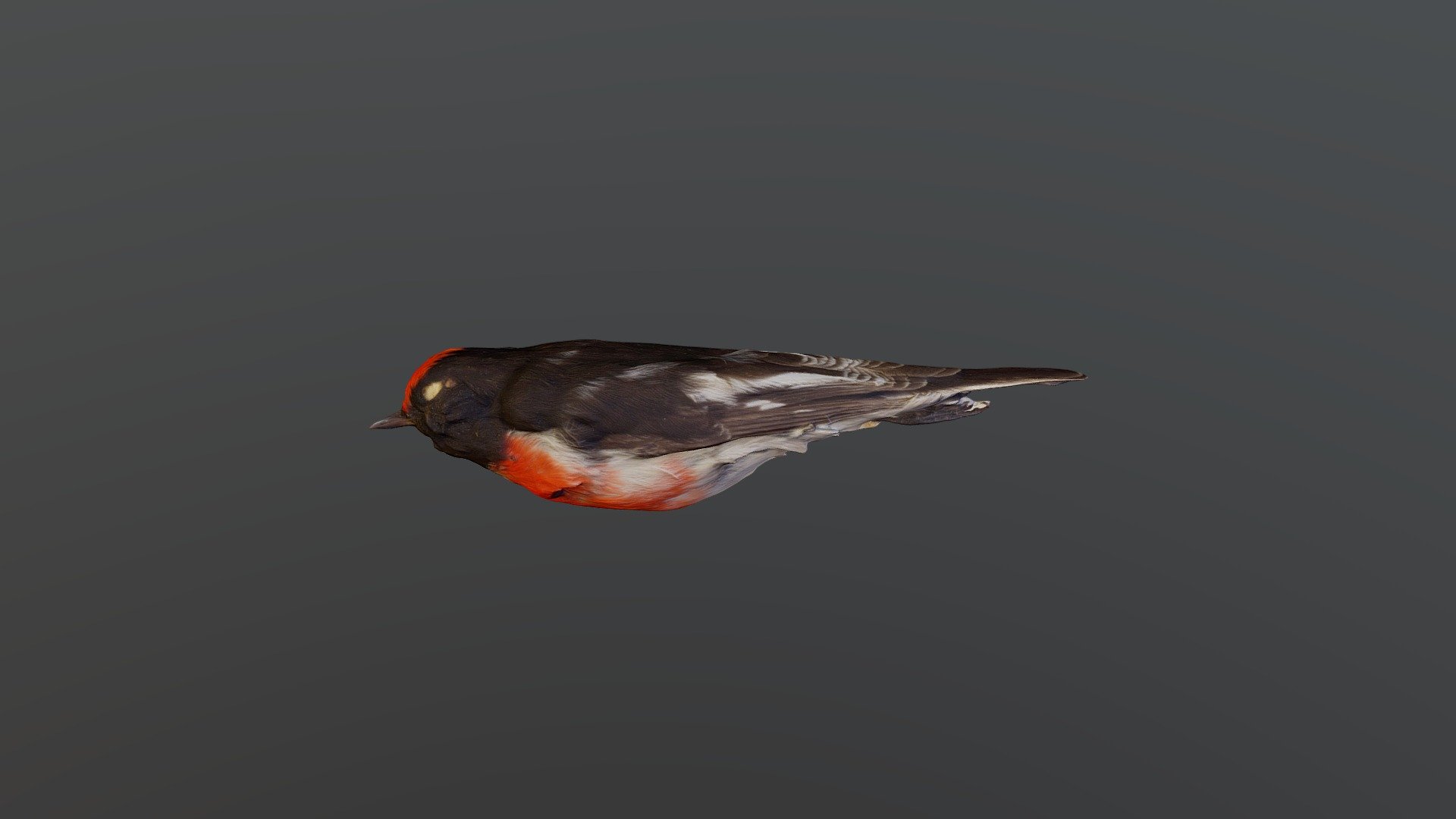 Red-capped Robin - Petroica goodenovii - Download Free 3D model by ...