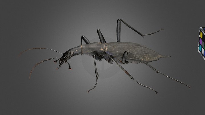 Damaster 3D models - Sketchfab