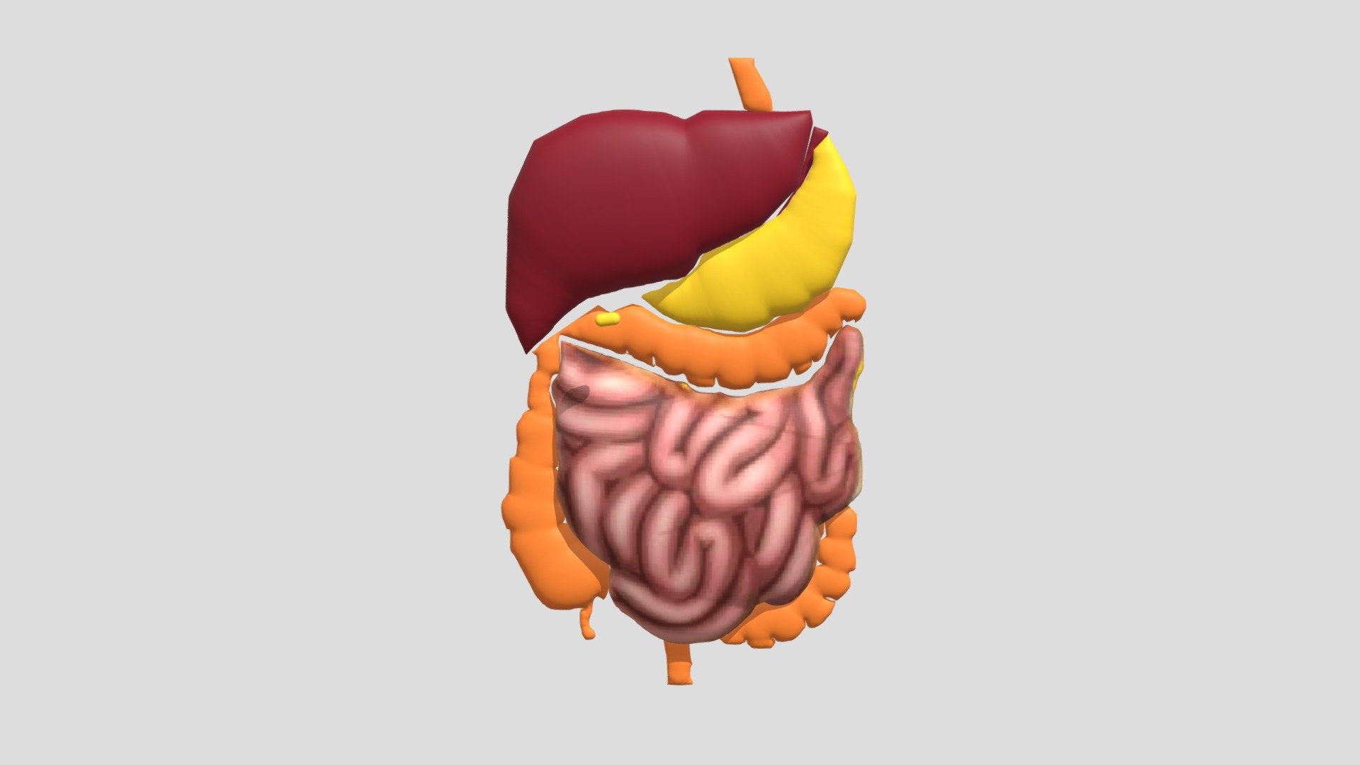 organ manusia - 3D model by zuddinarka [8fd9173] - Sketchfab