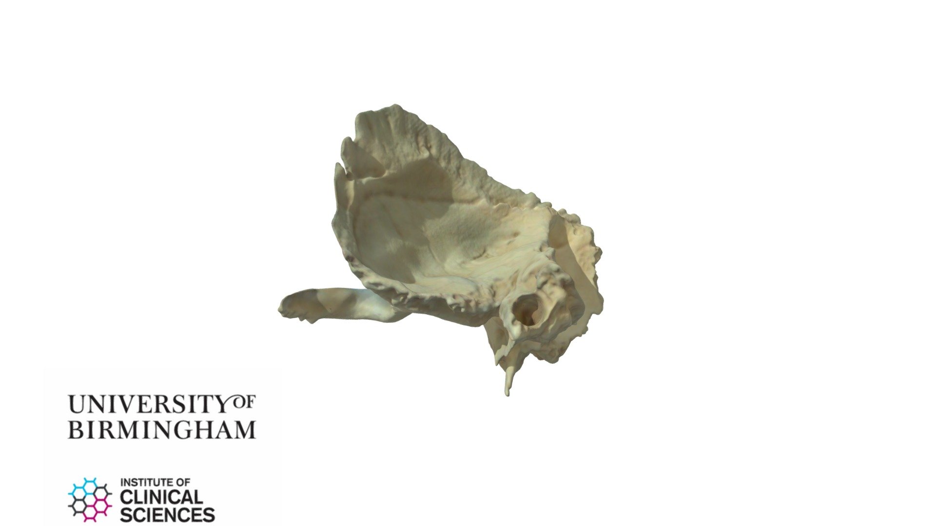 Temporal bone - 3D model by UoB_Anatomy [8fe099d] - Sketchfab