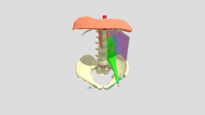 Fascia 3D models - Sketchfab
