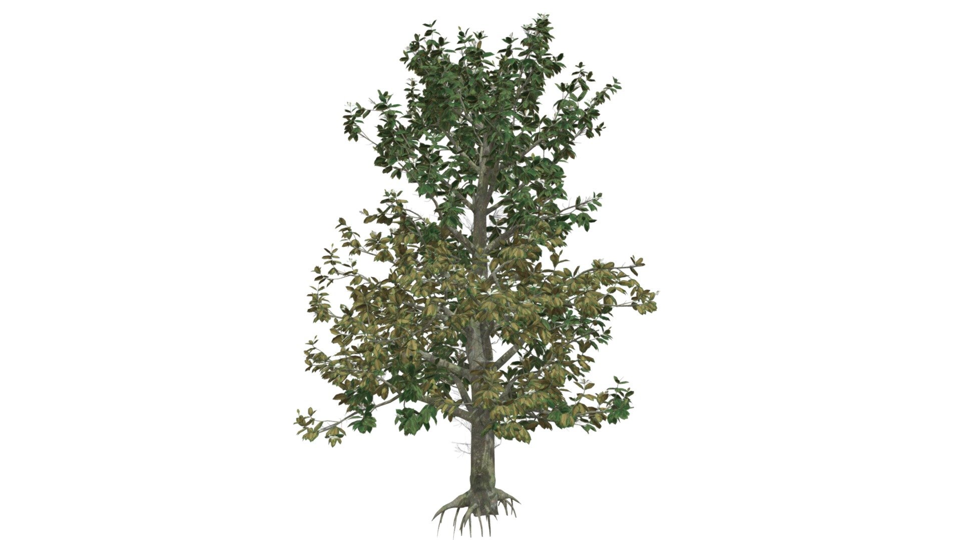 Southern Magnolia Tree #02 - Buy Royalty Free 3D model by meshshape ...