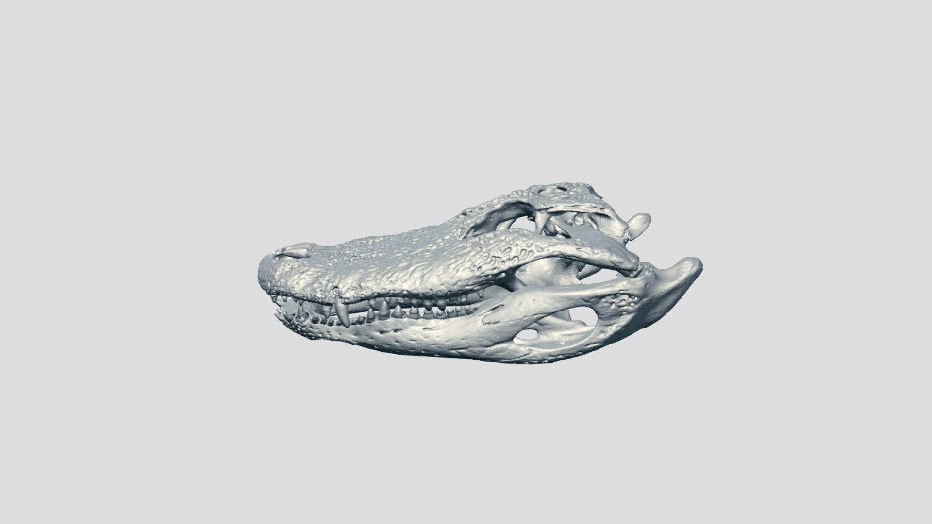 Crocodile 8 inches - 3D model by Capture It In 3D (@CaptureMeIn3D ...