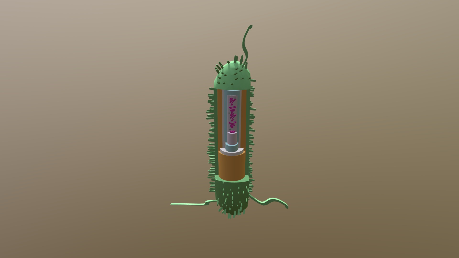 Escherichia coli - 3D model by lilliamvazquez [8ff7647] - Sketchfab