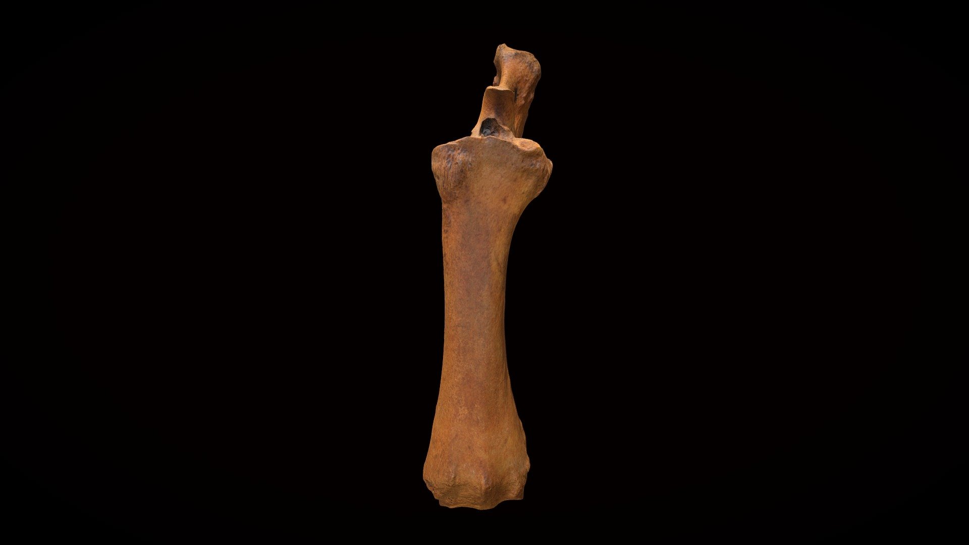 Radioulna Hippidion saldiasi - 3D model by Arqueodata [900a85b] - Sketchfab