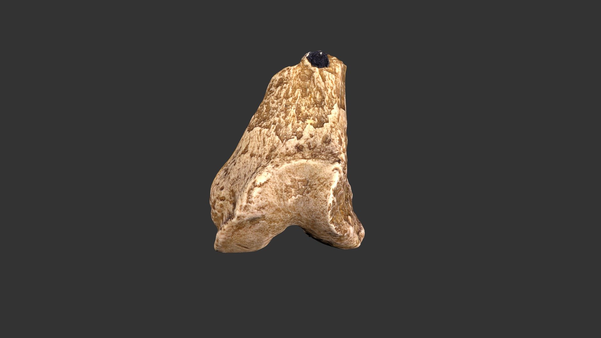 Australopithecus africanus (2501.1rp38) - femur - Download Free 3D ...