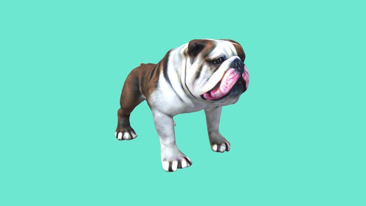 Bulldog 3D models - Sketchfab