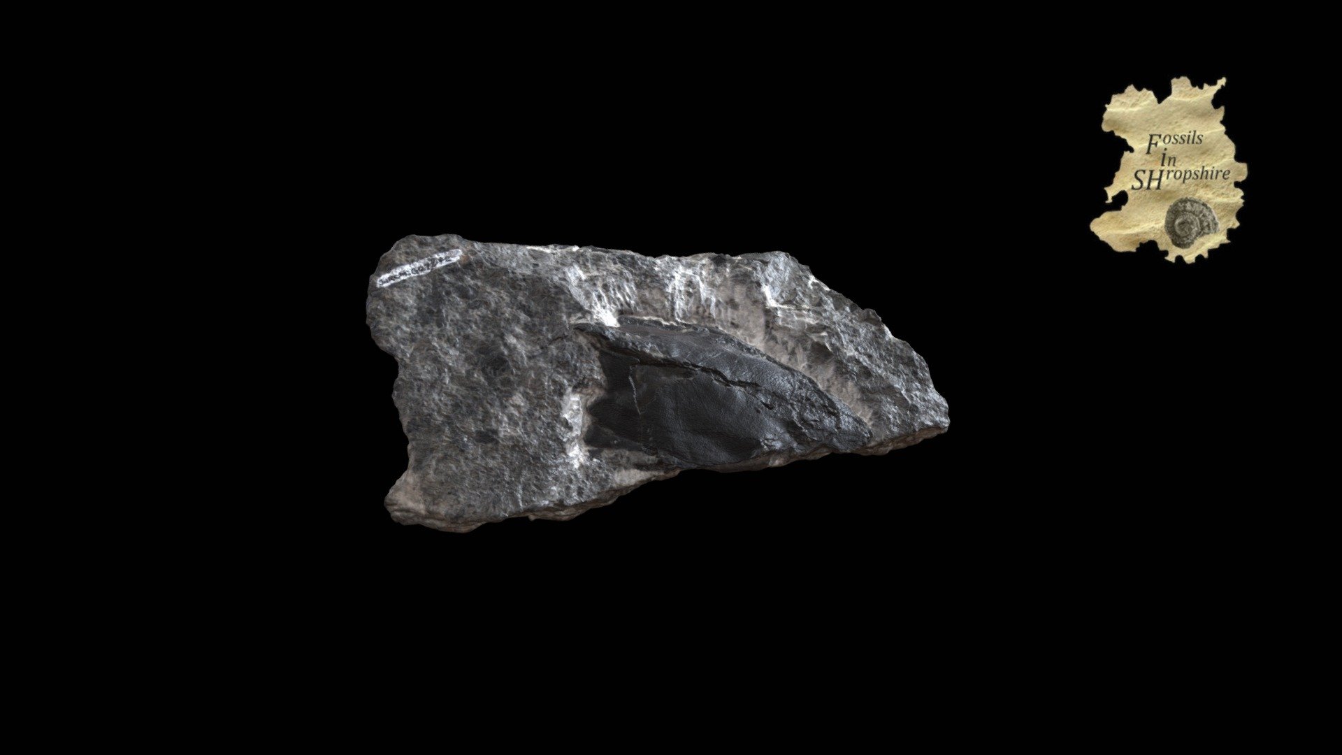 Fish - Pteraspis rostrata - Download Free 3D model by Fossils in ...