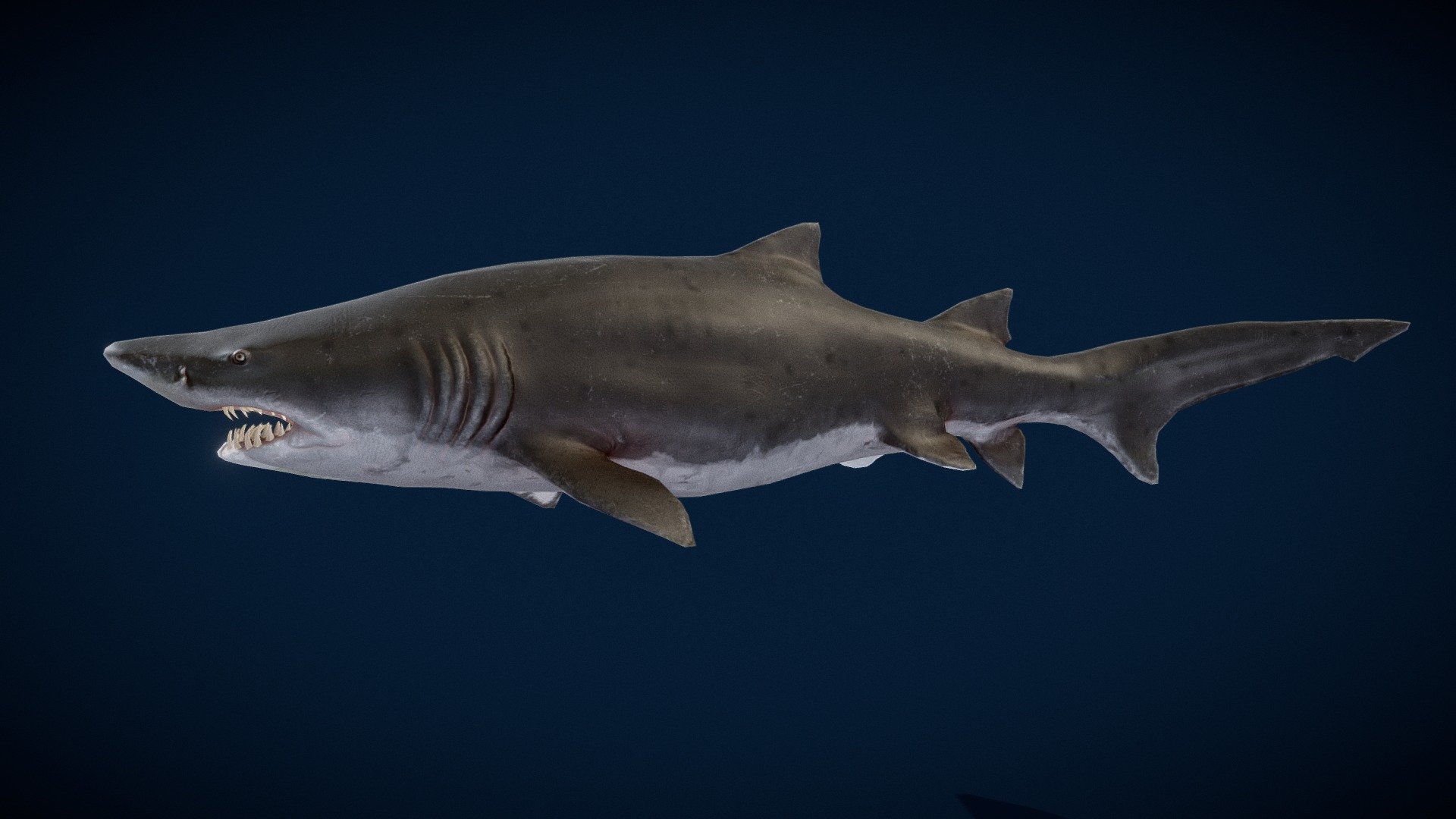 Carcharias taurus - 3D model by DORAGM [9024db6] - Sketchfab