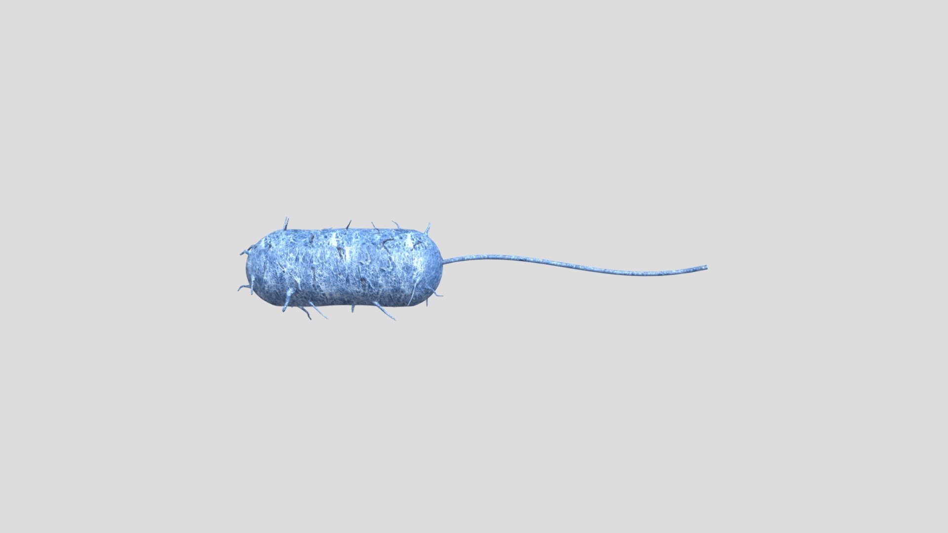 Bacteria - Download Free 3D model by juliantrujillo725 [9028bd2 ...