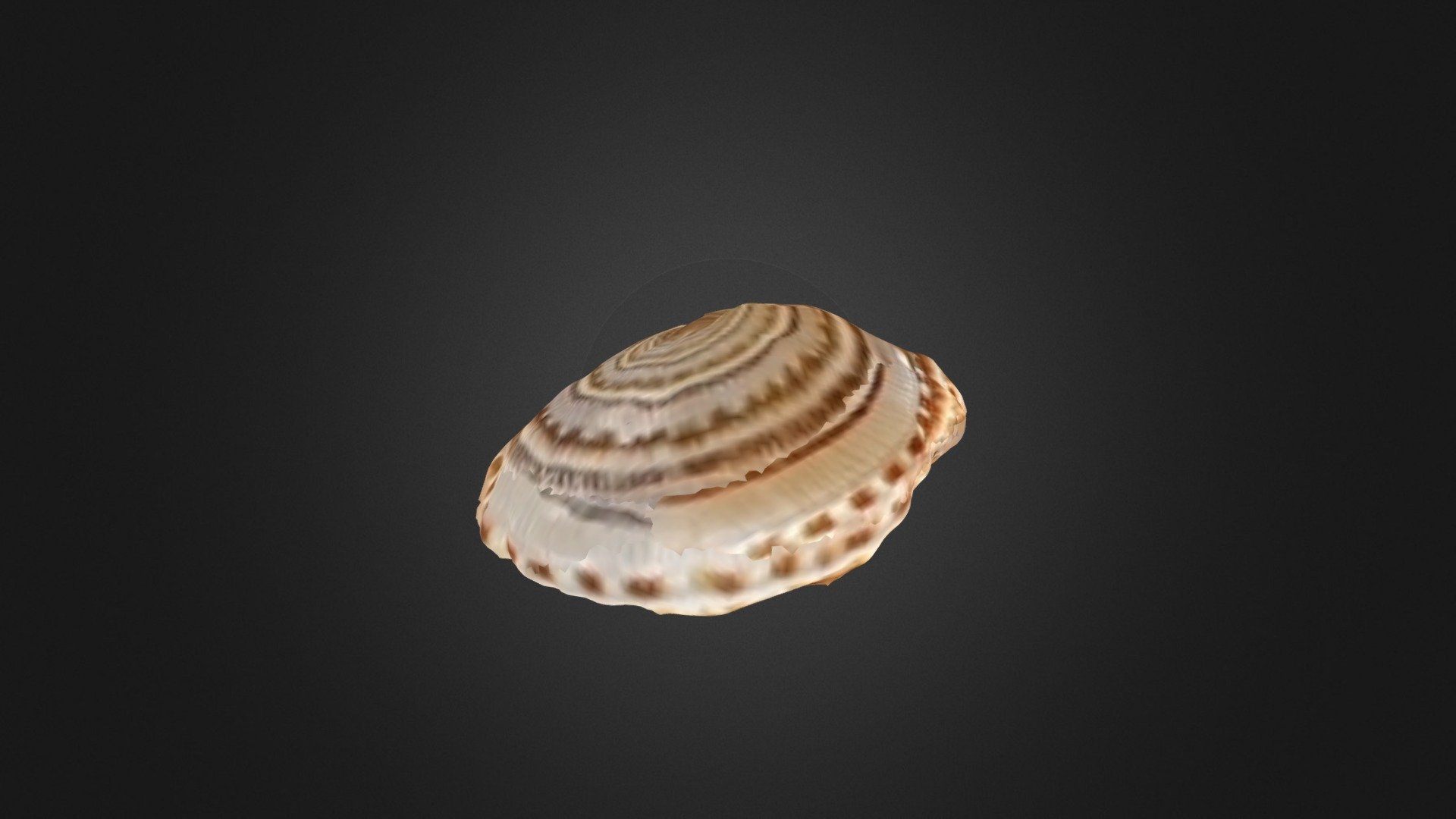 Architectonica maxima (Philippi, 1849) - 3D model by 3D collection ...