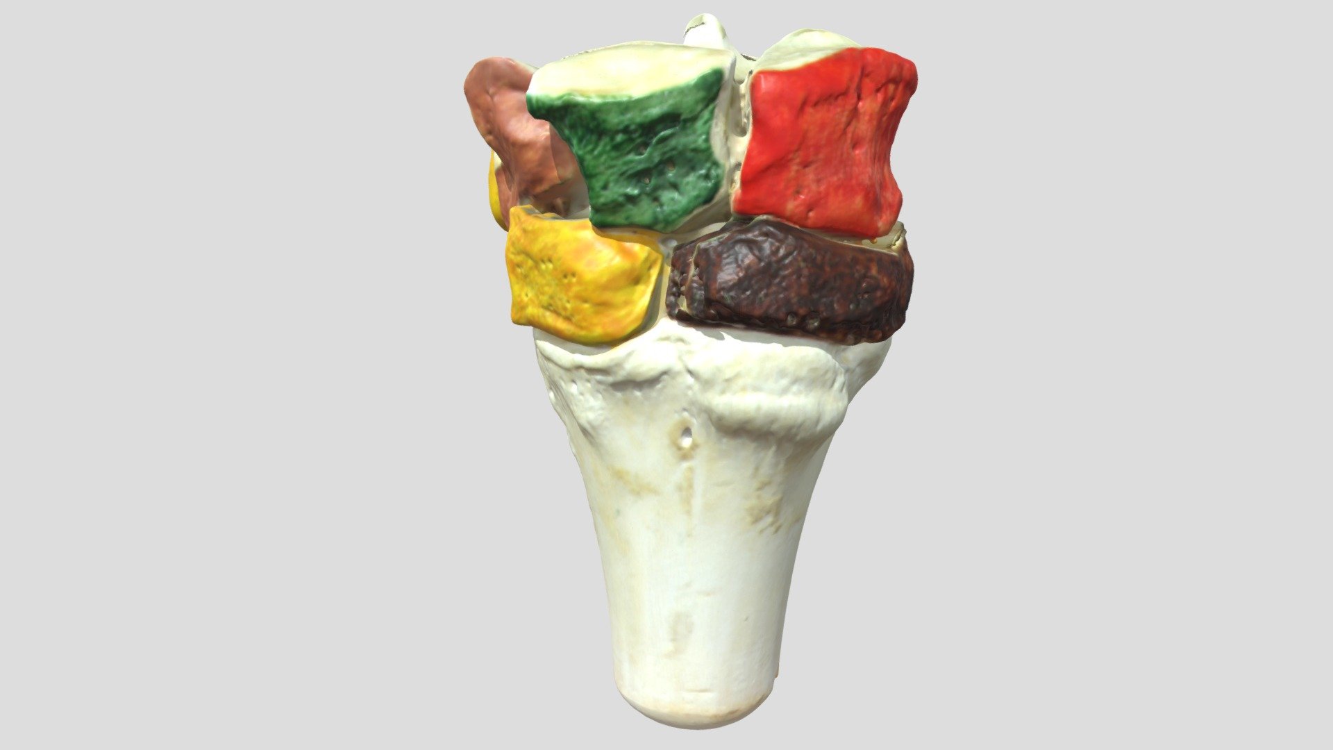 Carpal joint bones (cow) - 3D model by University of Sarajevo ...