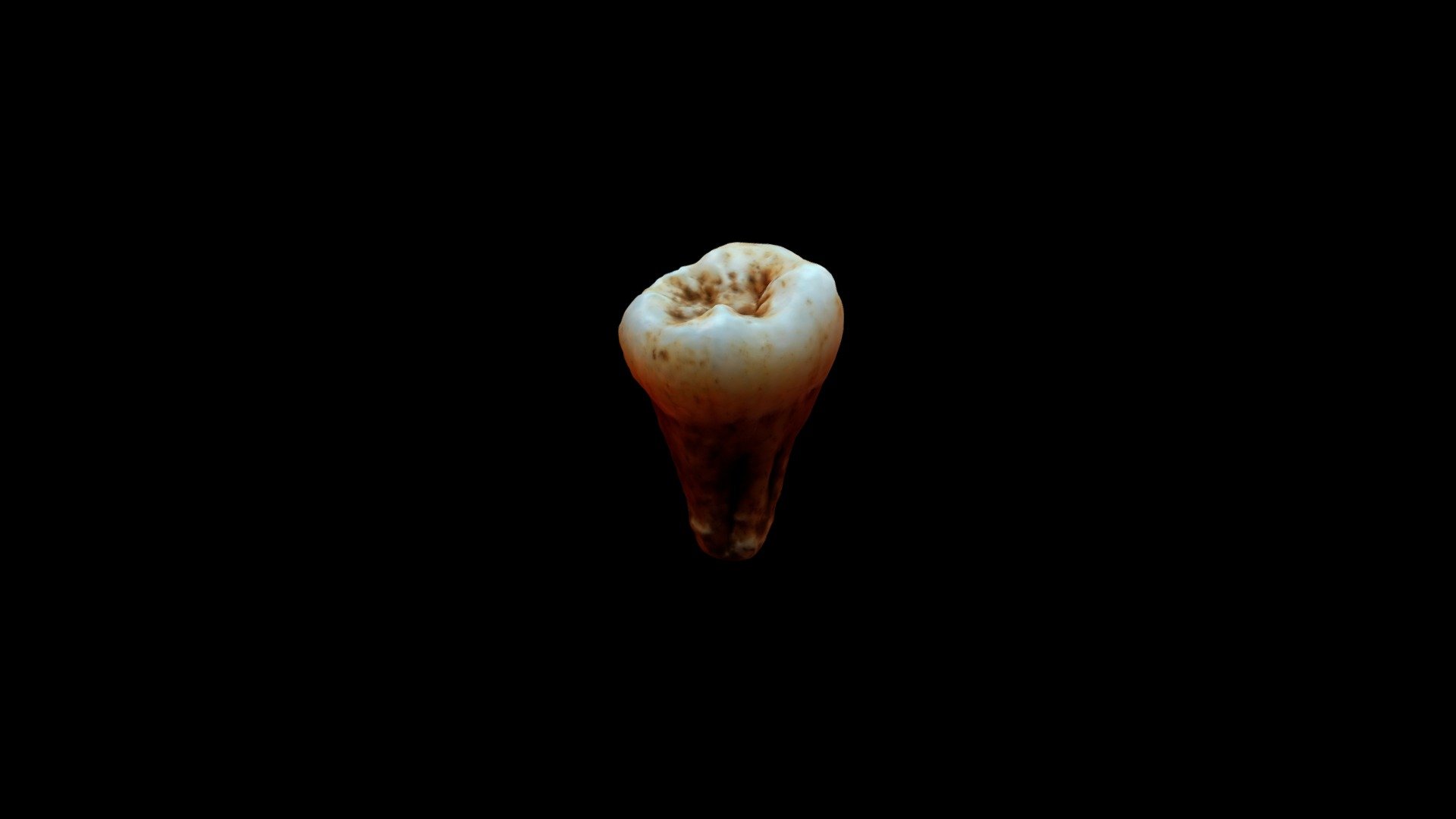 Diente aborigen - Aboriginal tooth - 3D model by Alejandro José Gómez ...