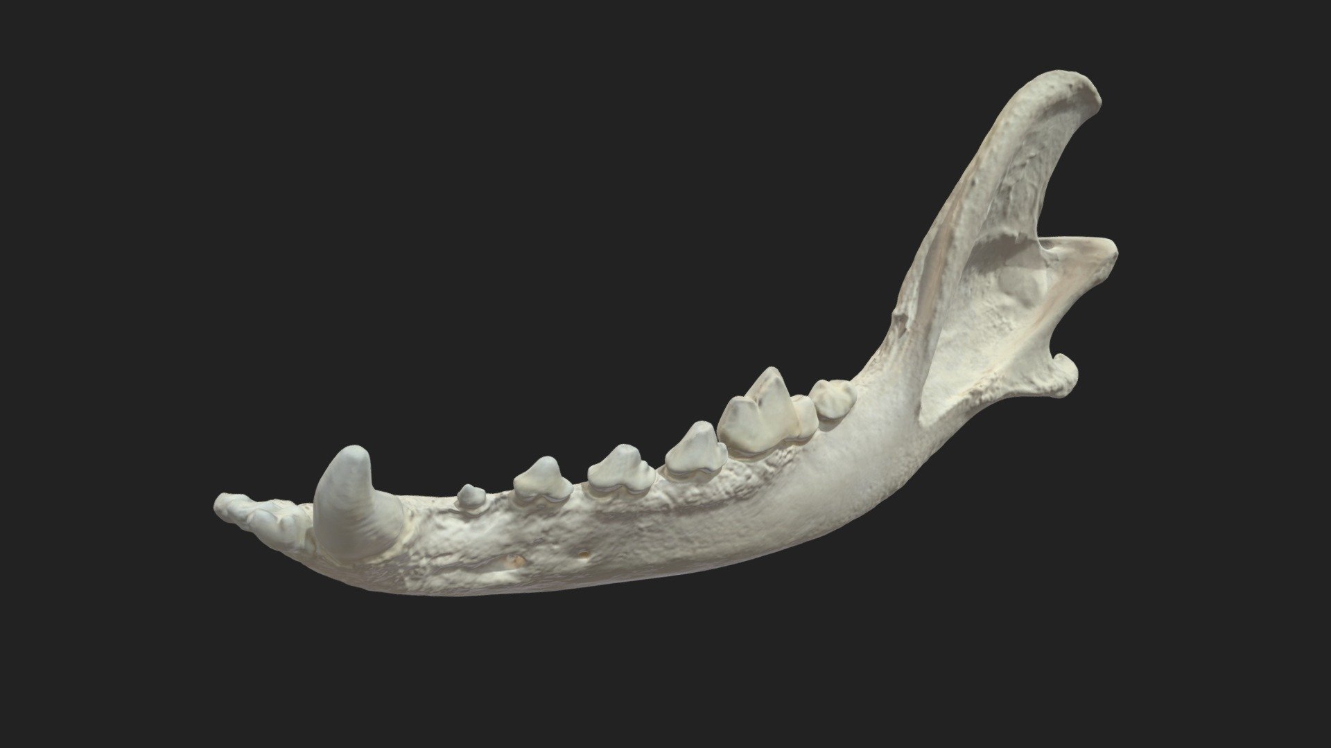 lower jaw (mandibula) dog - 3D model by vetanatMunich [903fbd7] - Sketchfab