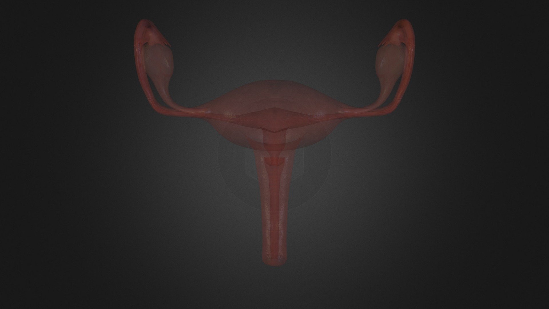 Utero - 3D model by wwaymann [90449b1] - Sketchfab