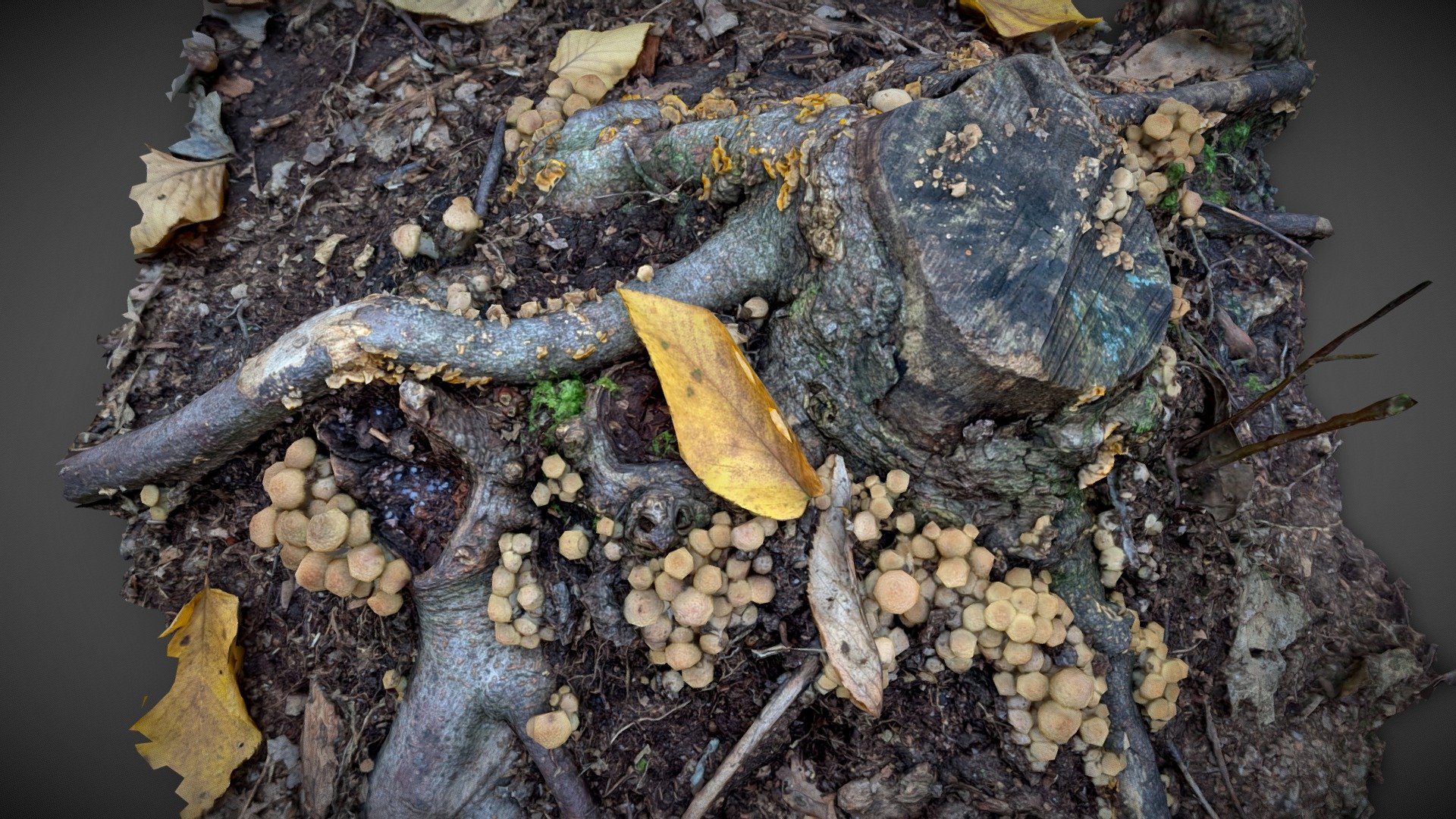 Stump covered with mushrooms - Download Free 3D model by Abby Crawford ...