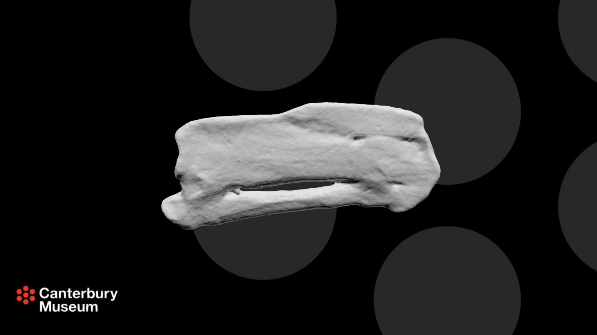 Chinstrap penguin P. antarctica carpometacarpus - 3D model by ...