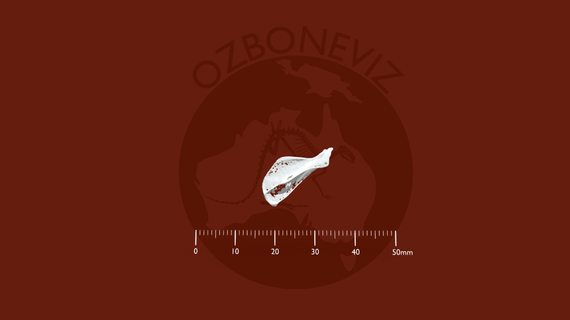 Crest-tailed mulgara scapula - 3D model by Ozboneviz [9054d5f] - Sketchfab