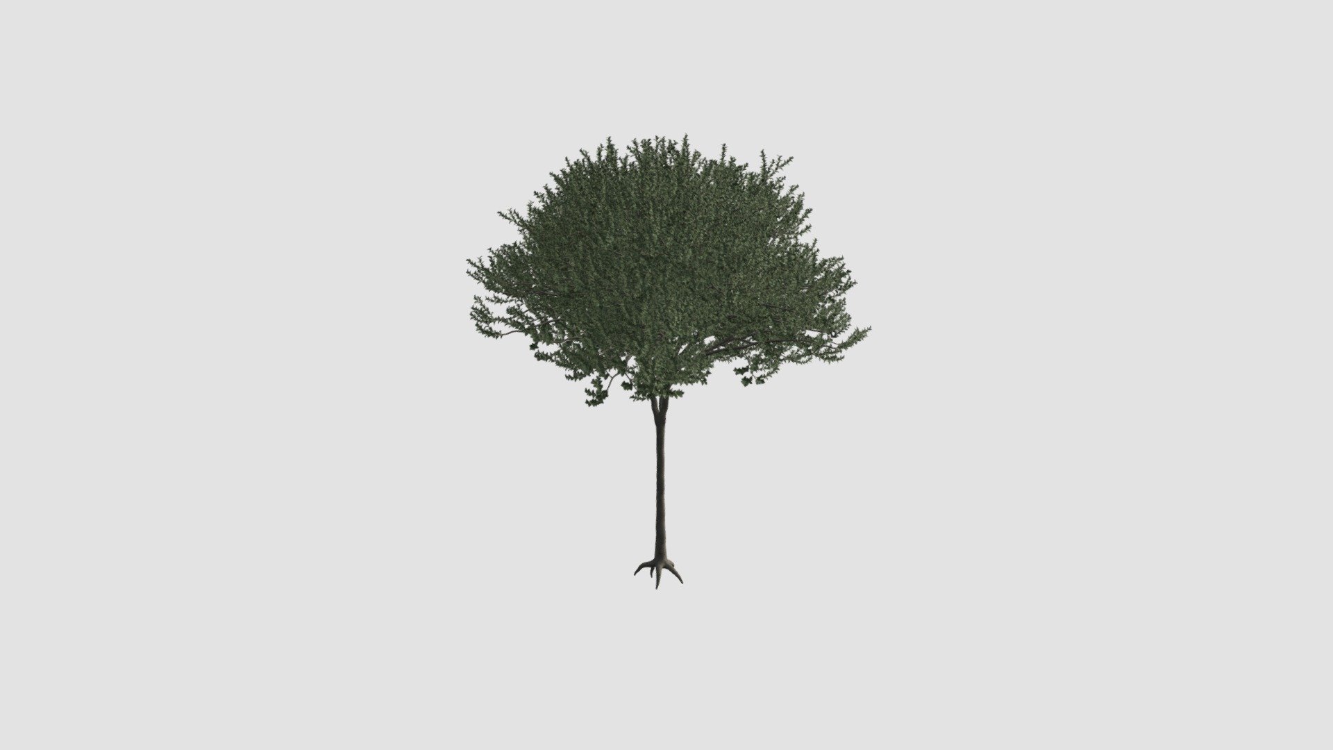 Tree - Buy Royalty Free 3D model by Evermotion [9056bb7] - Sketchfab Store