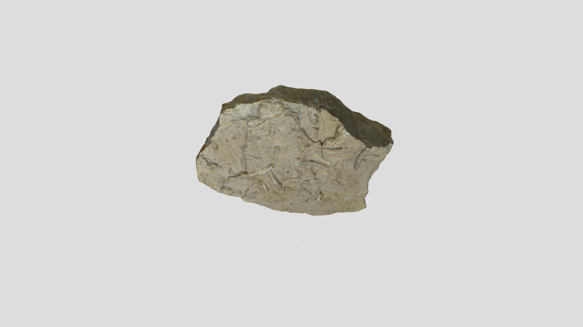 Trace fossil 2 - 3D model by iowa_state_sciences [9059375] - Sketchfab