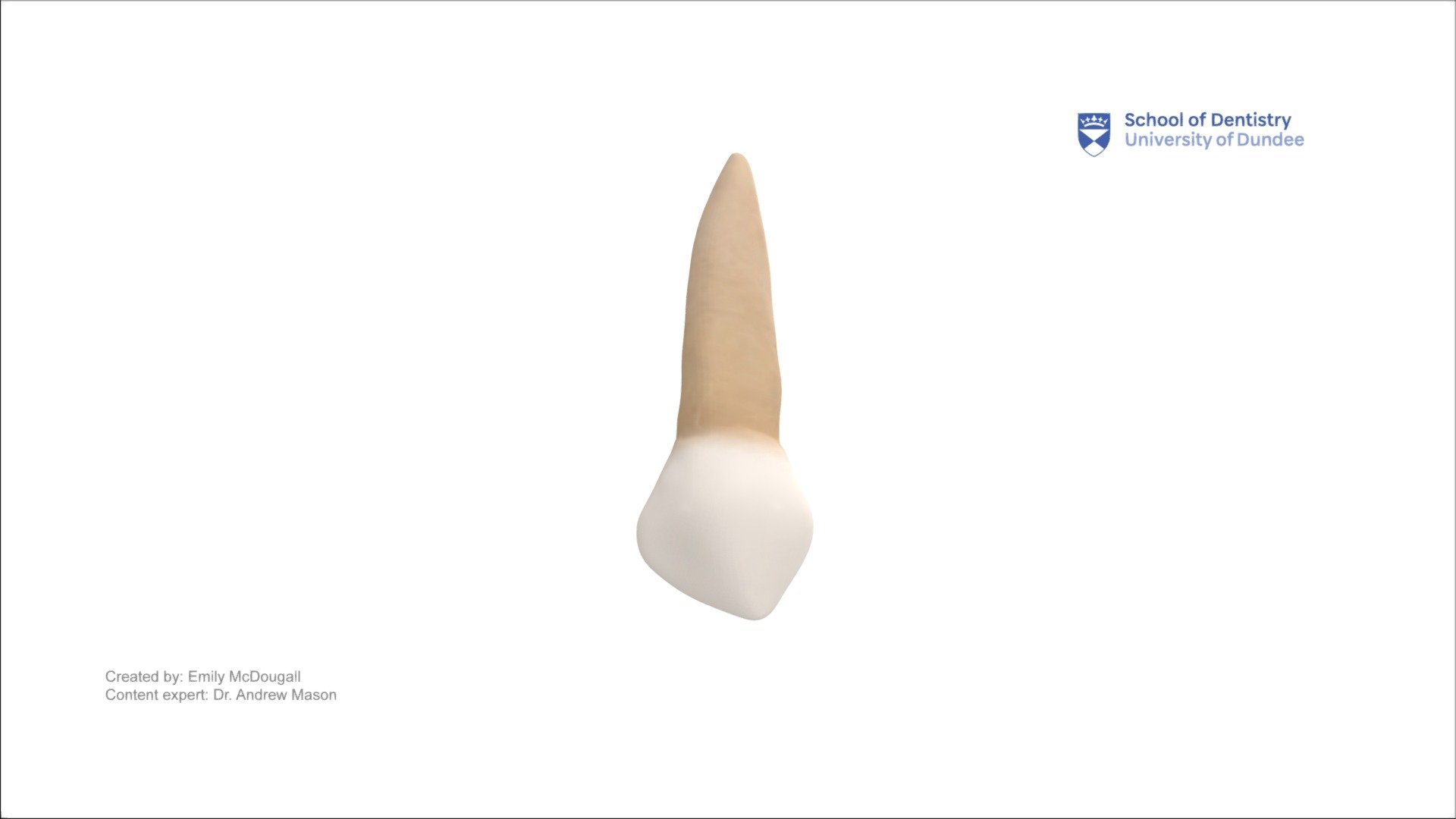 Primary upper left canine (FDI 63) - Download Free 3D model by ...