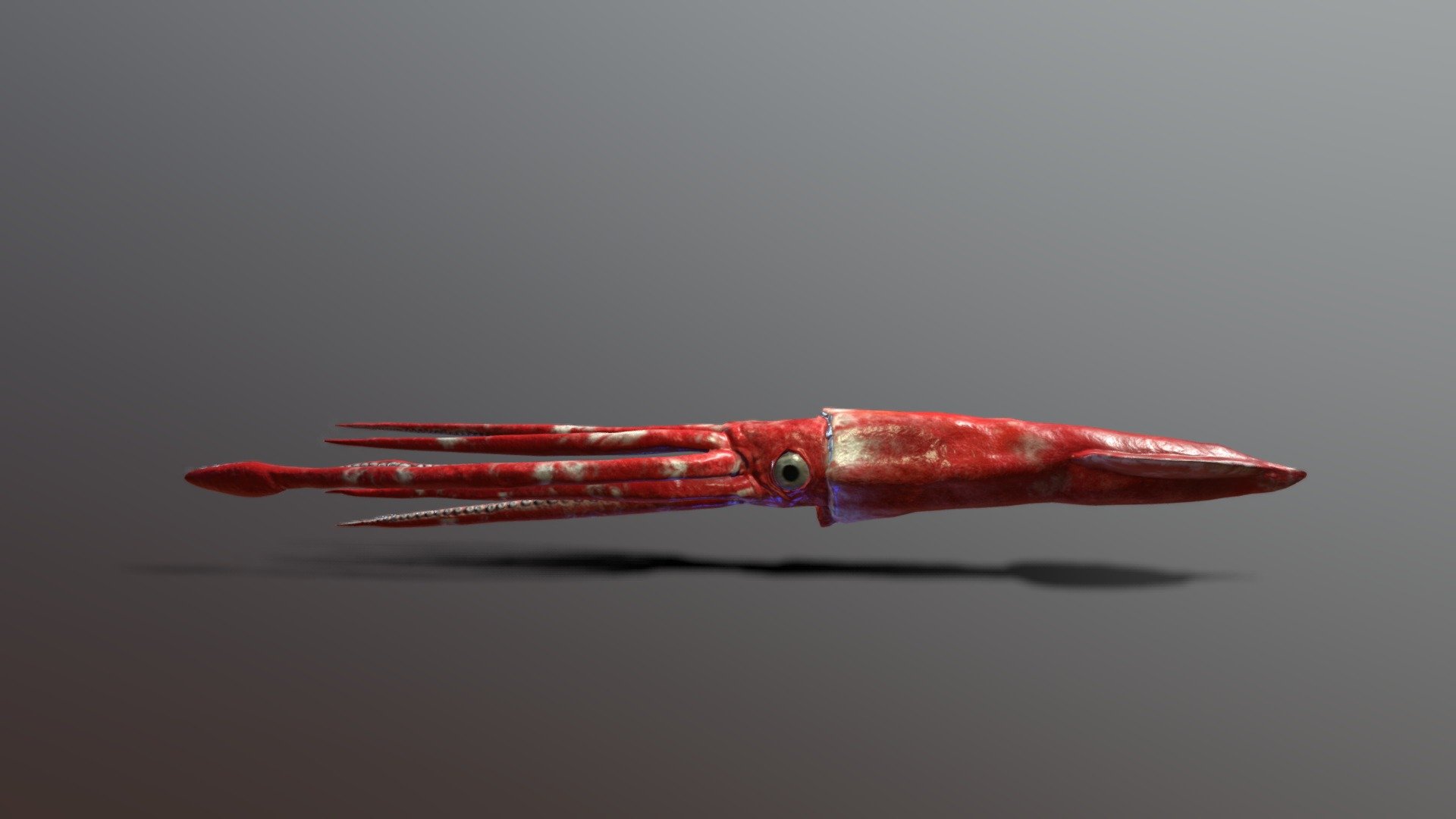 Giant Squid - 3D model by GoldenZtuff (@dhjwdwd) [9063b27] - Sketchfab