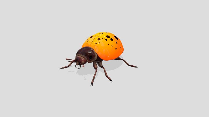 Cockroach 3D models - Sketchfab