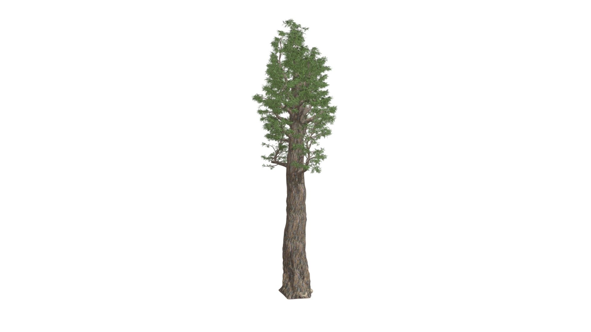 Giant Redwood Tree #10 - Buy Royalty Free 3D model by meshshape ...