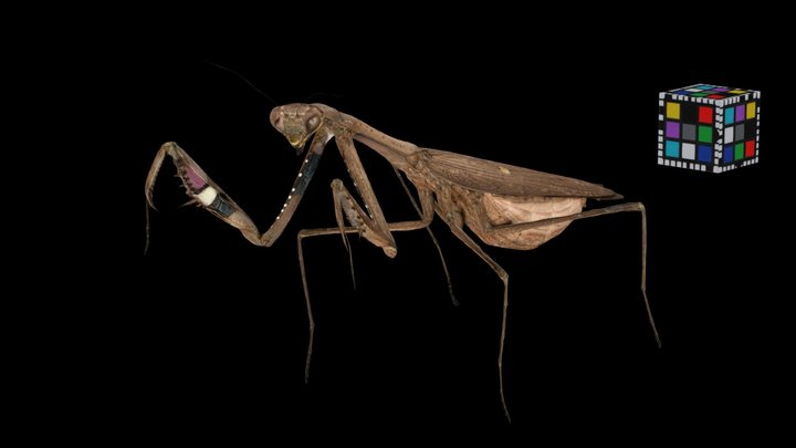 Mantis 3D models - Sketchfab