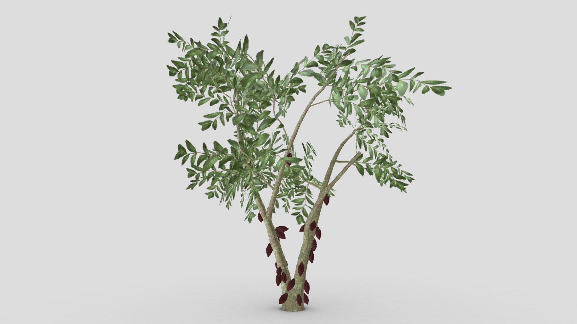 Cacao Tree( Brown Fruit)- 08 - Buy Royalty Free 3D model by ASMA3D ...
